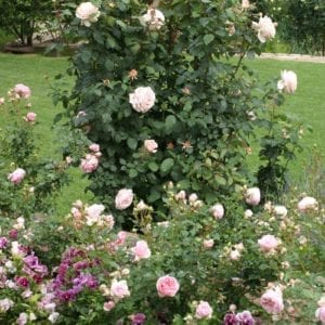 Companion plants - Ludwig's Roses