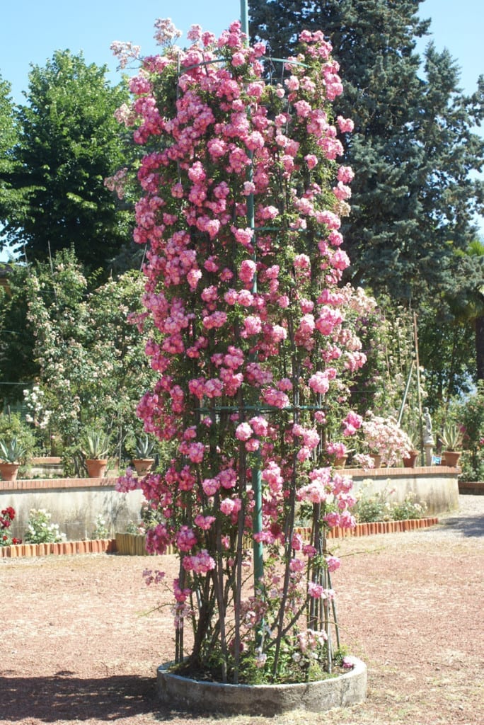 Climbing Roses - Ludwig's Roses