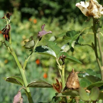 Botrytis on roses - Ludwig's Roses