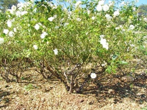 Winter Pruning - Ludwig's Roses