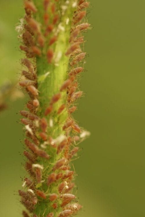 Aphids - Ludwig's Roses