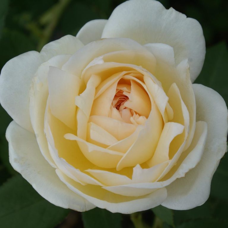 Ludwig's Roses by category, colour, fragrance or shape