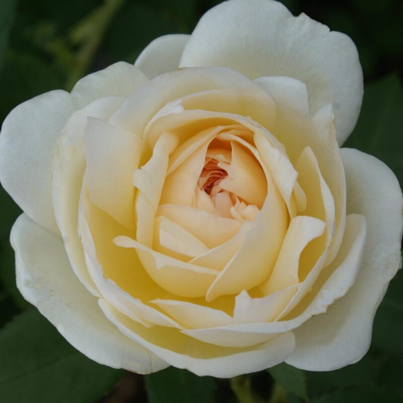 View All Roses - Ludwig's Roses