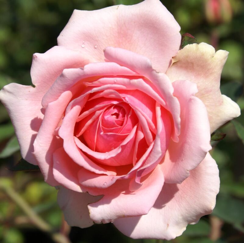 View All Roses - Ludwig's Roses