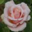 Anne Colle - Ludwig's Roses