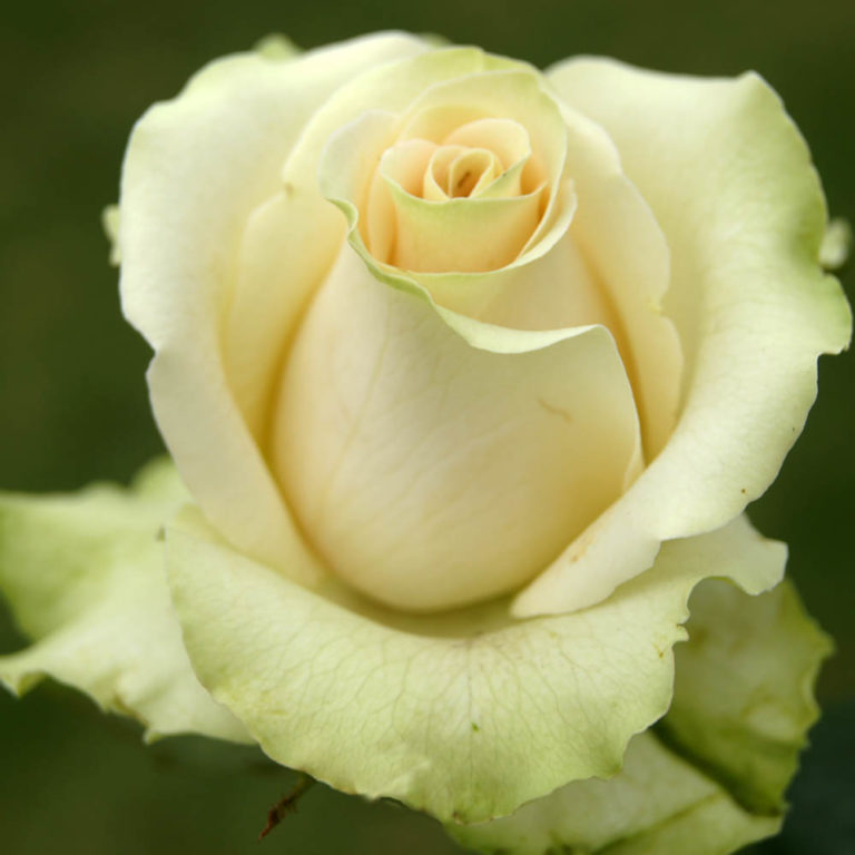 Arlene - Ludwig's Roses