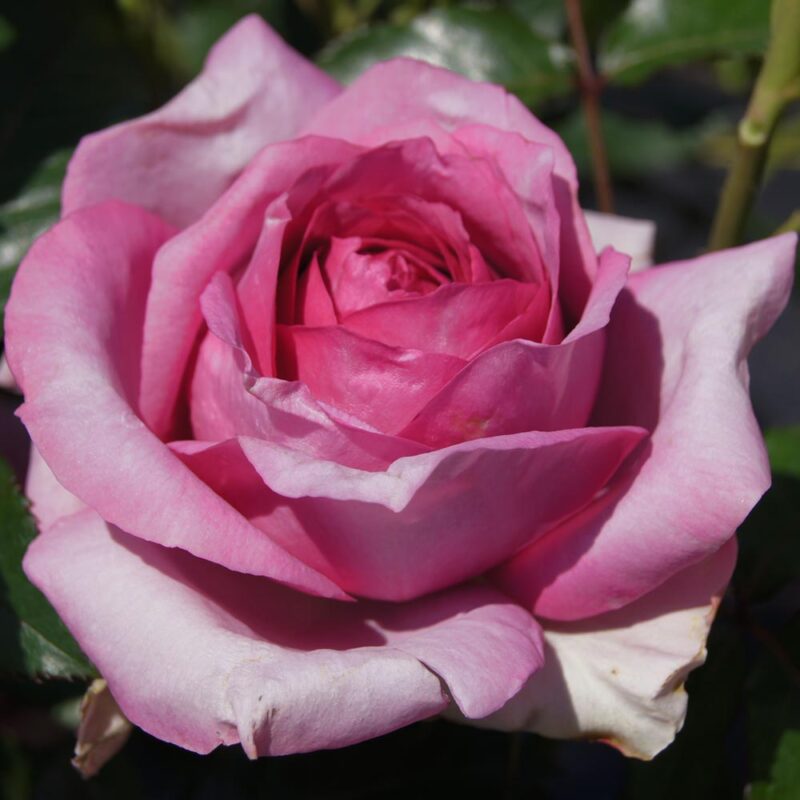 Tess - Ludwig's Roses