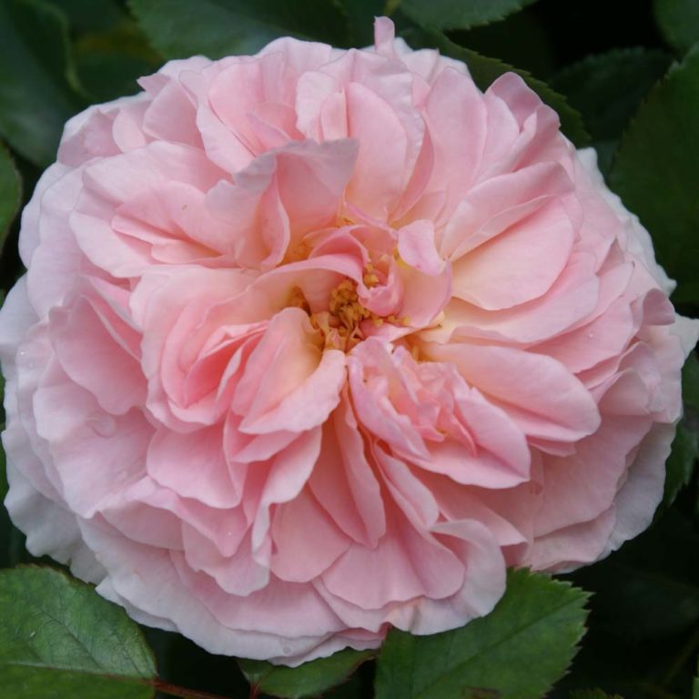 Ludwig's Roses by category, colour, fragrance or shape