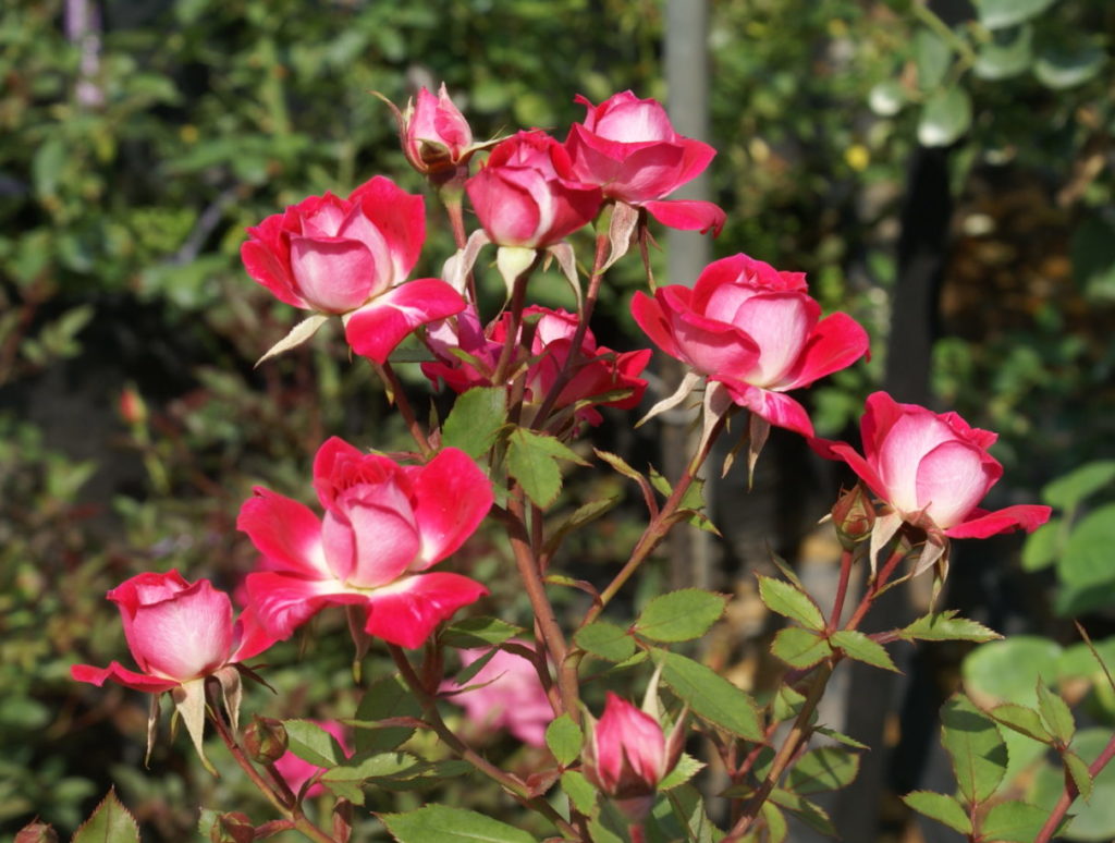 Andrea - Ludwig's Roses