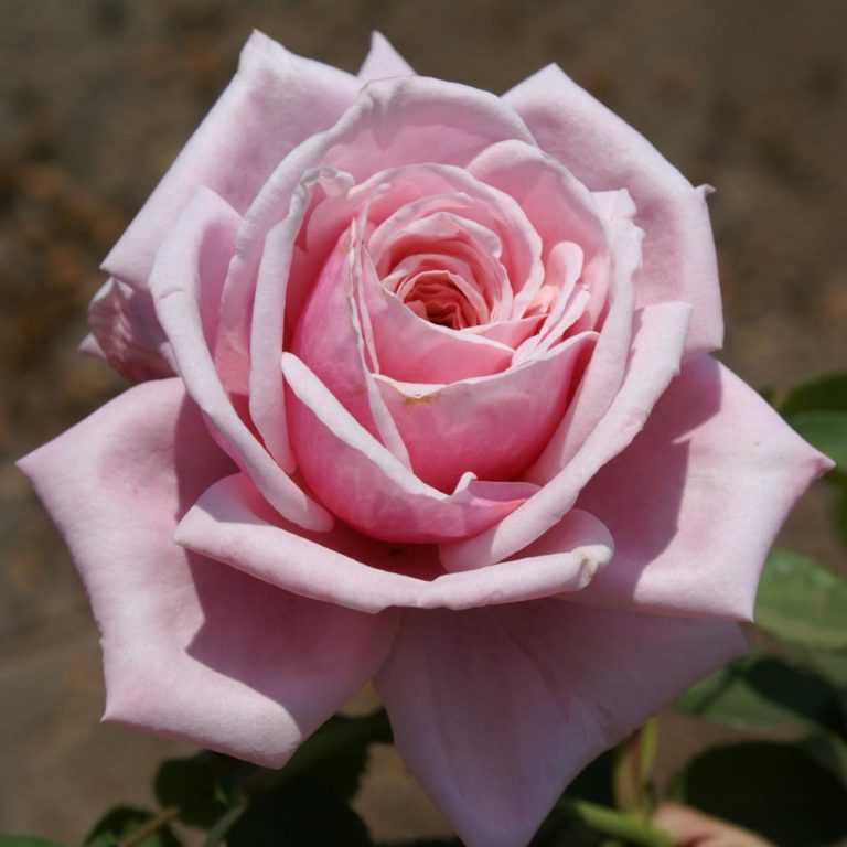 Starry Eyed - Ludwig's Roses