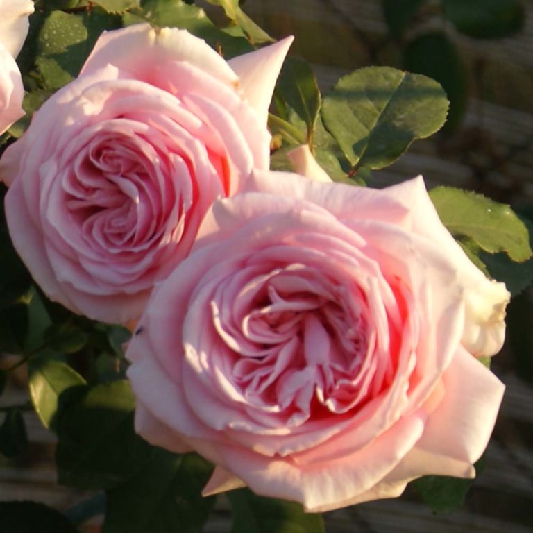 Rosafrica - Ludwig's Roses