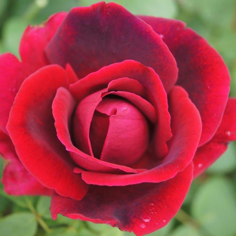Eden Rose - Ludwig's Roses