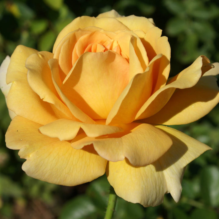 Iceberg - Ludwig's Roses