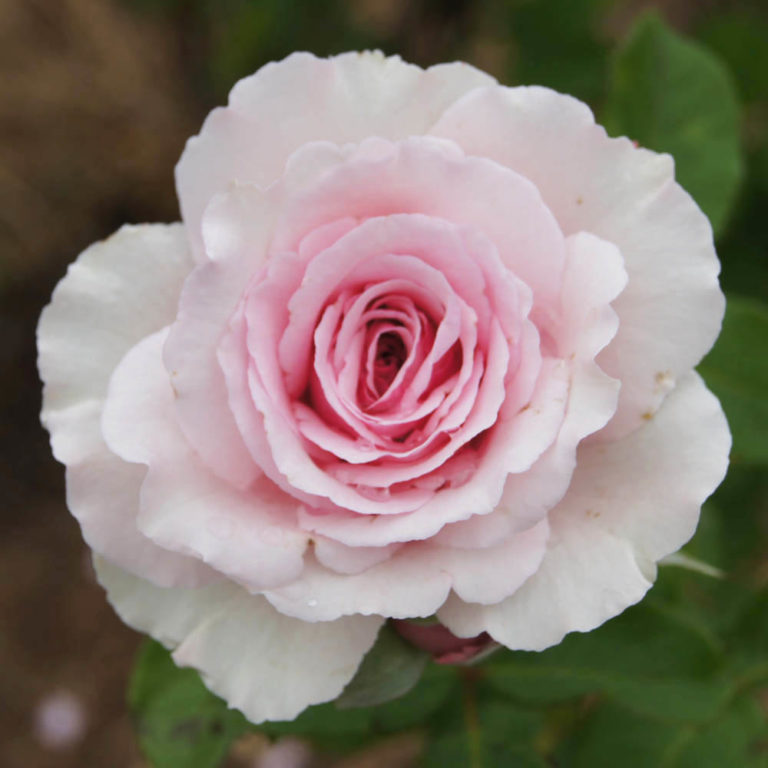 Eden Rose - Ludwig's Roses