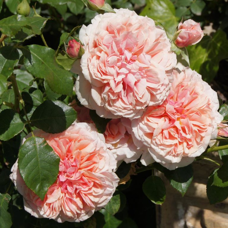 Knysna - Ludwig's Roses