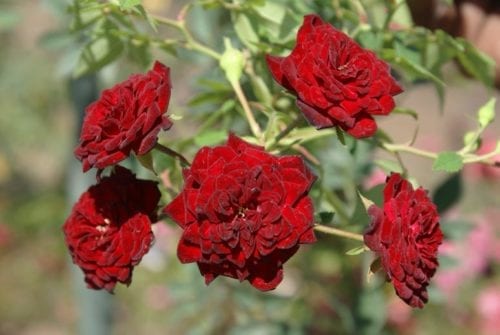 Red Cascade - Ludwig's Roses