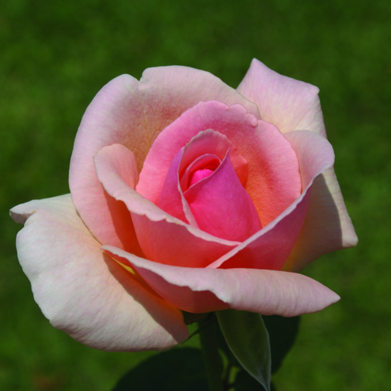 Eden Rose - Ludwig's Roses