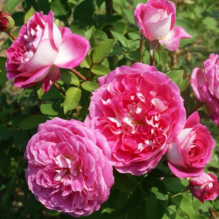 L' Aimant - Ludwig's Roses