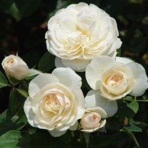 Candice - Ludwig's Roses