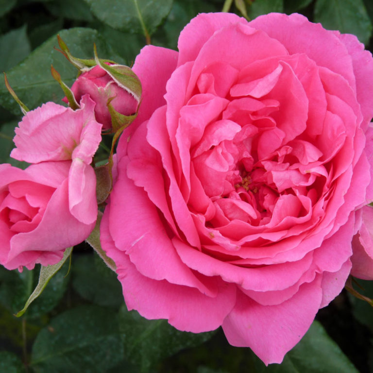 Crepuscule - Ludwig's Roses
