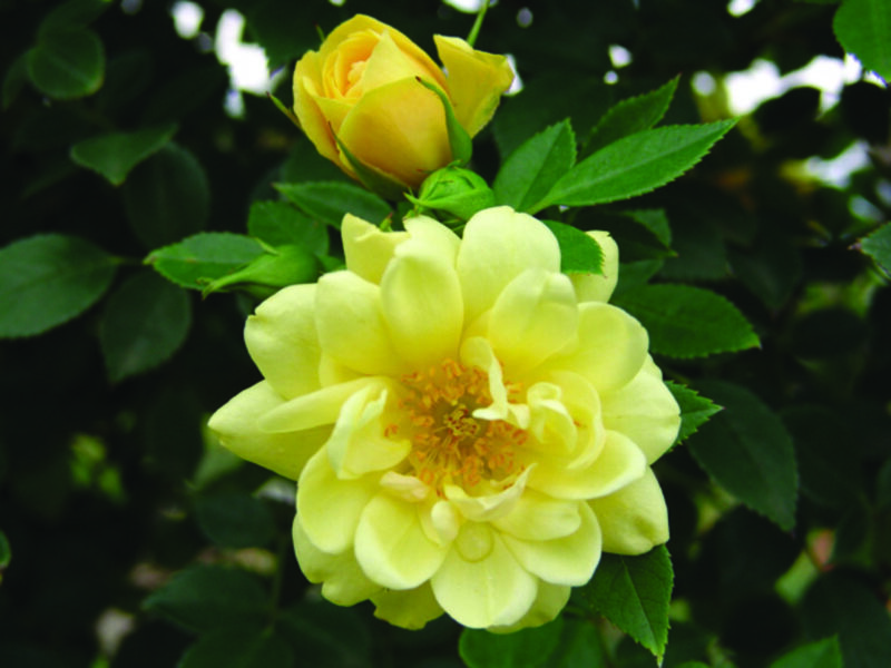 Sunshine Sally - Ludwig's Roses