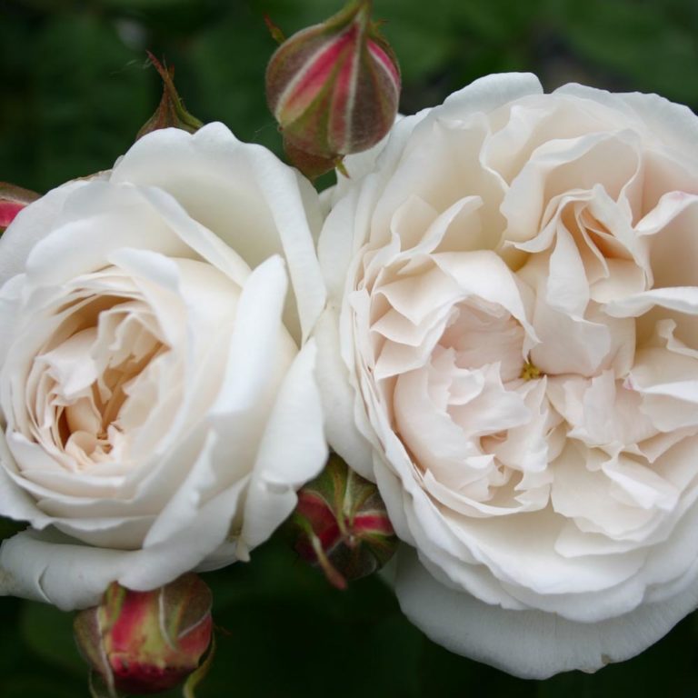 Gentle Hermione - Ludwig's Roses