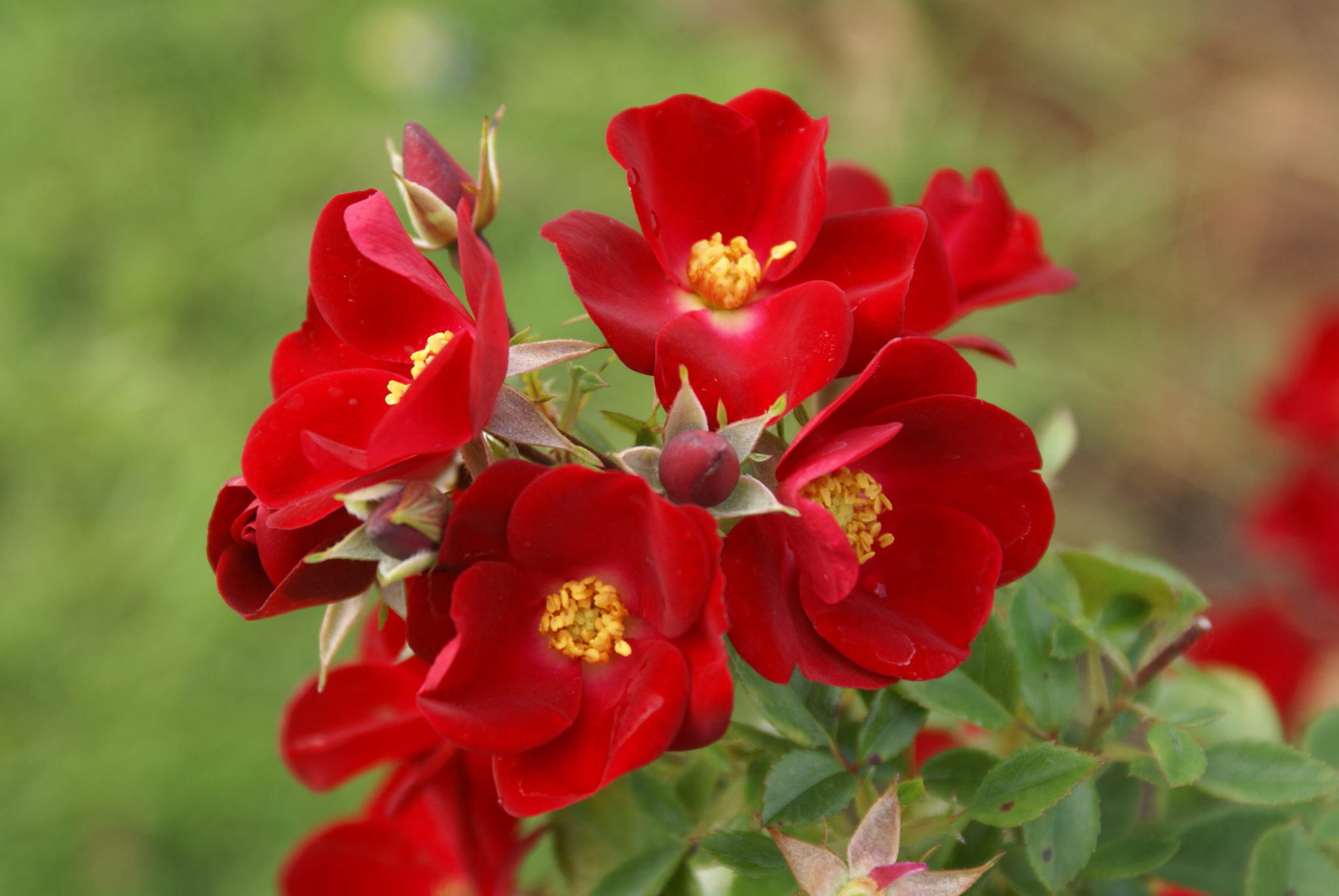 Pixie Hat - Ludwig's Roses