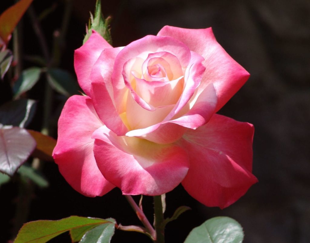 St. John's College - Ludwig's Roses