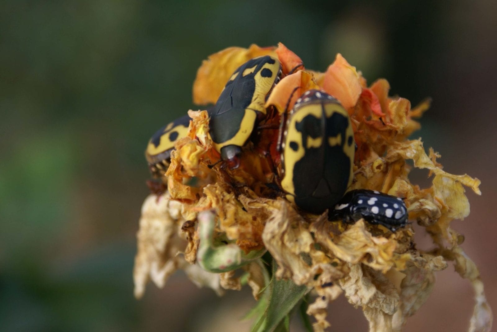 Rose chafer beetle (eats blooms) - Ludwig's Roses