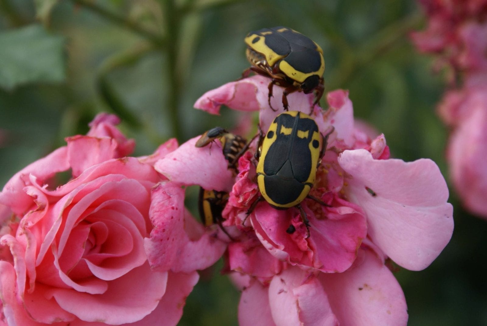 Rose chafer beetle (eats blooms) - Ludwig's Roses