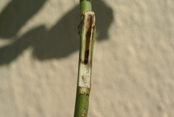 rose borer wasp damage - Ludwig's Roses