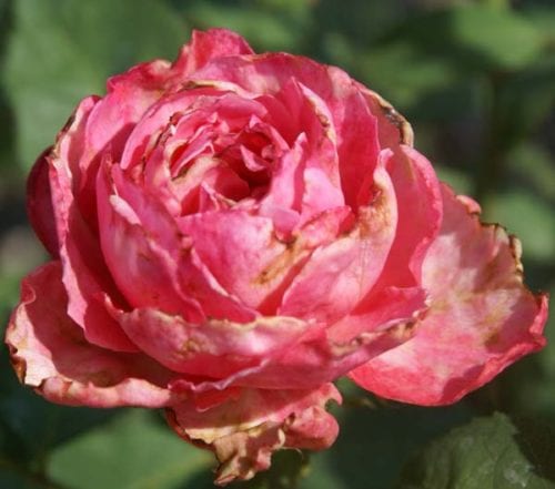 Thrips - Ludwig's Roses