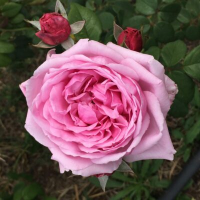 David Austin® English Roses - Ludwig's Roses