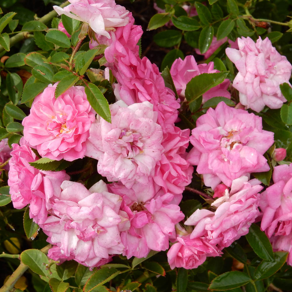 Peggy Martin Climbing Rose
