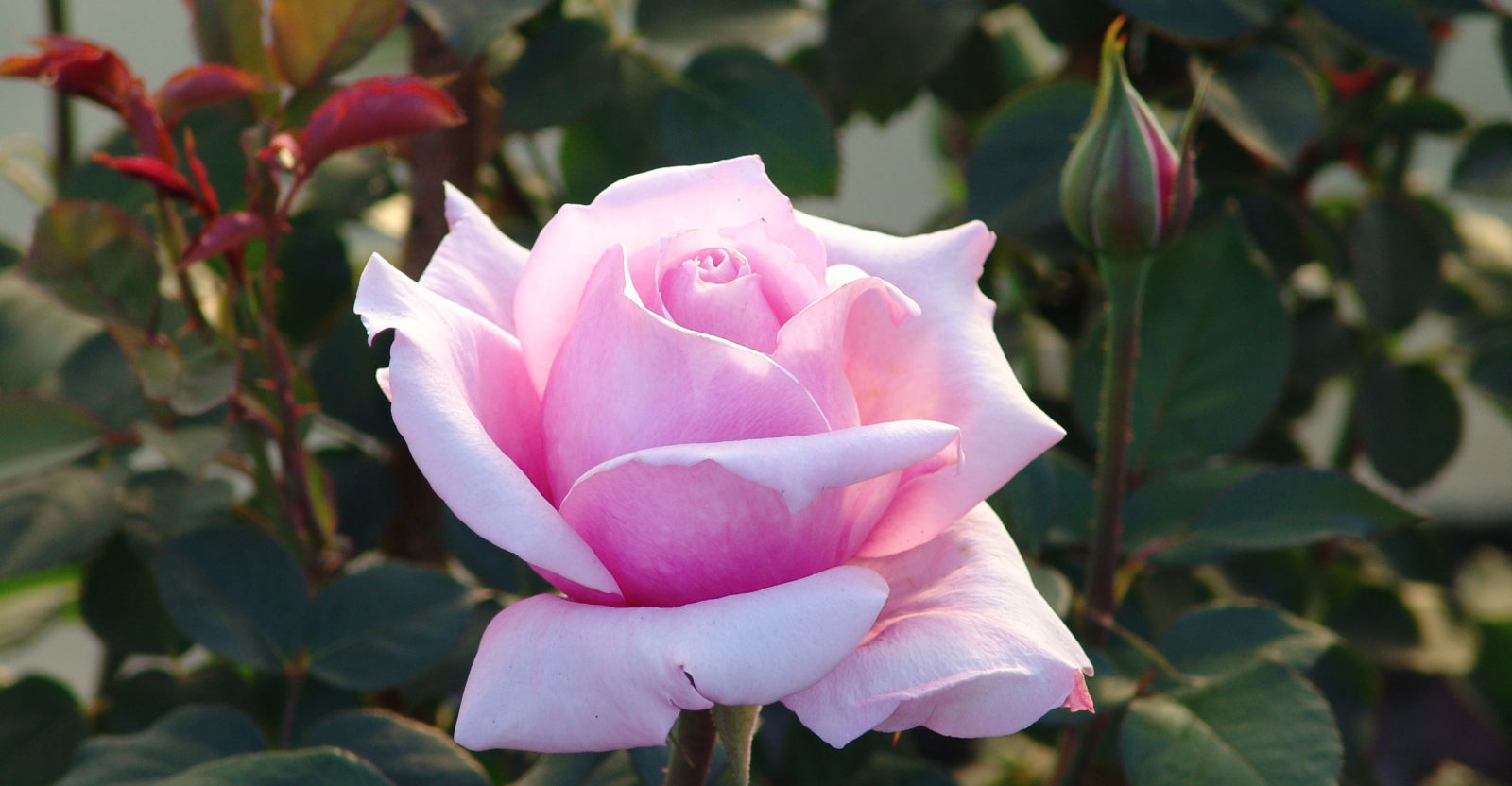 Spire™ Roses - Ludwig's Roses