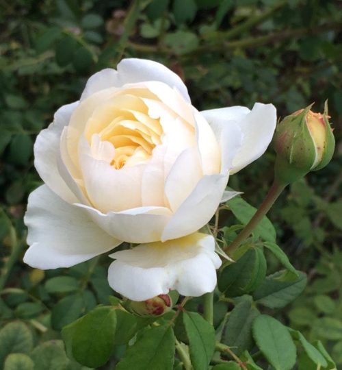 Claire Austin - Ludwig's Roses