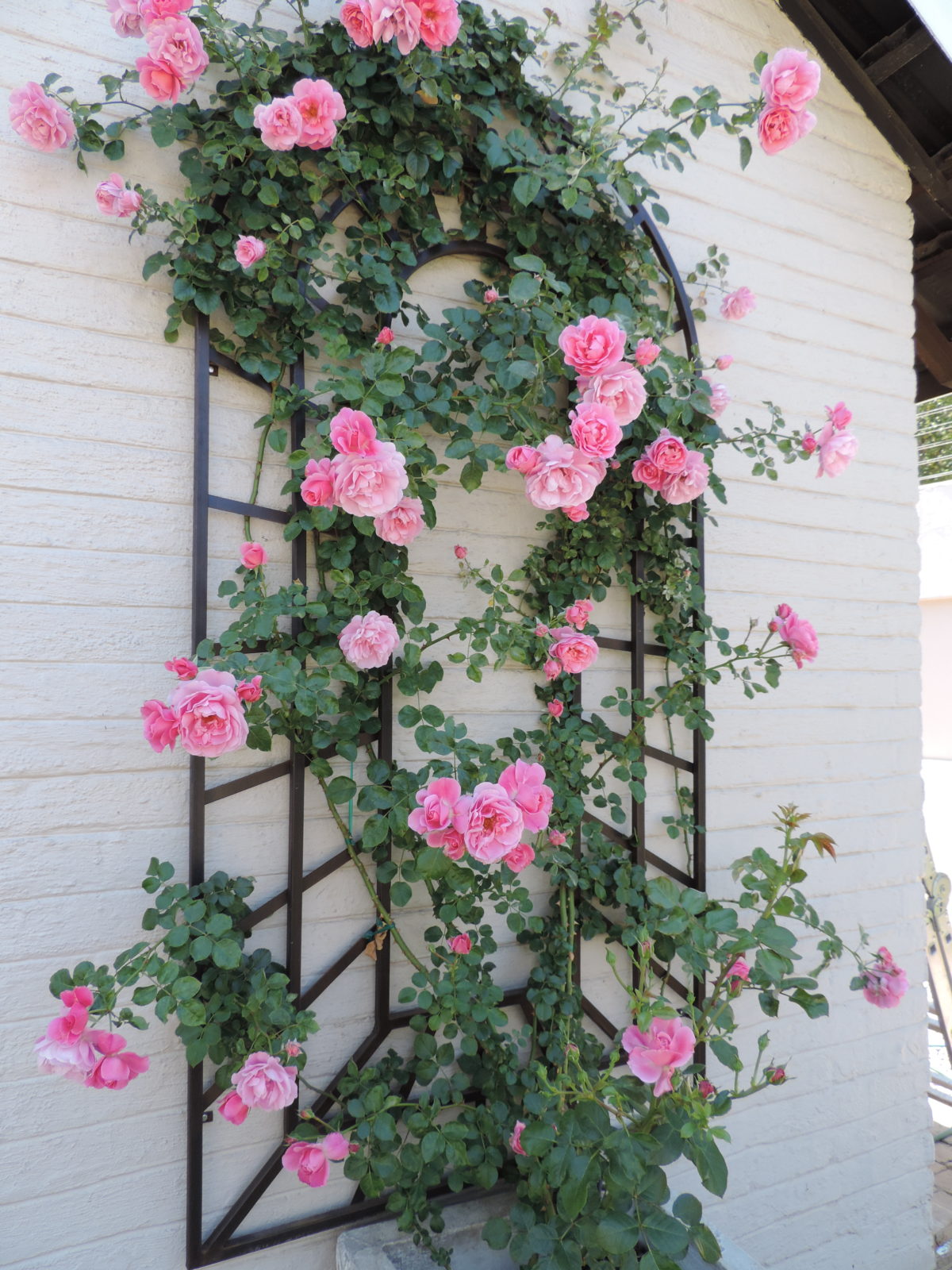 Roses for small spaces - Ludwig's Roses