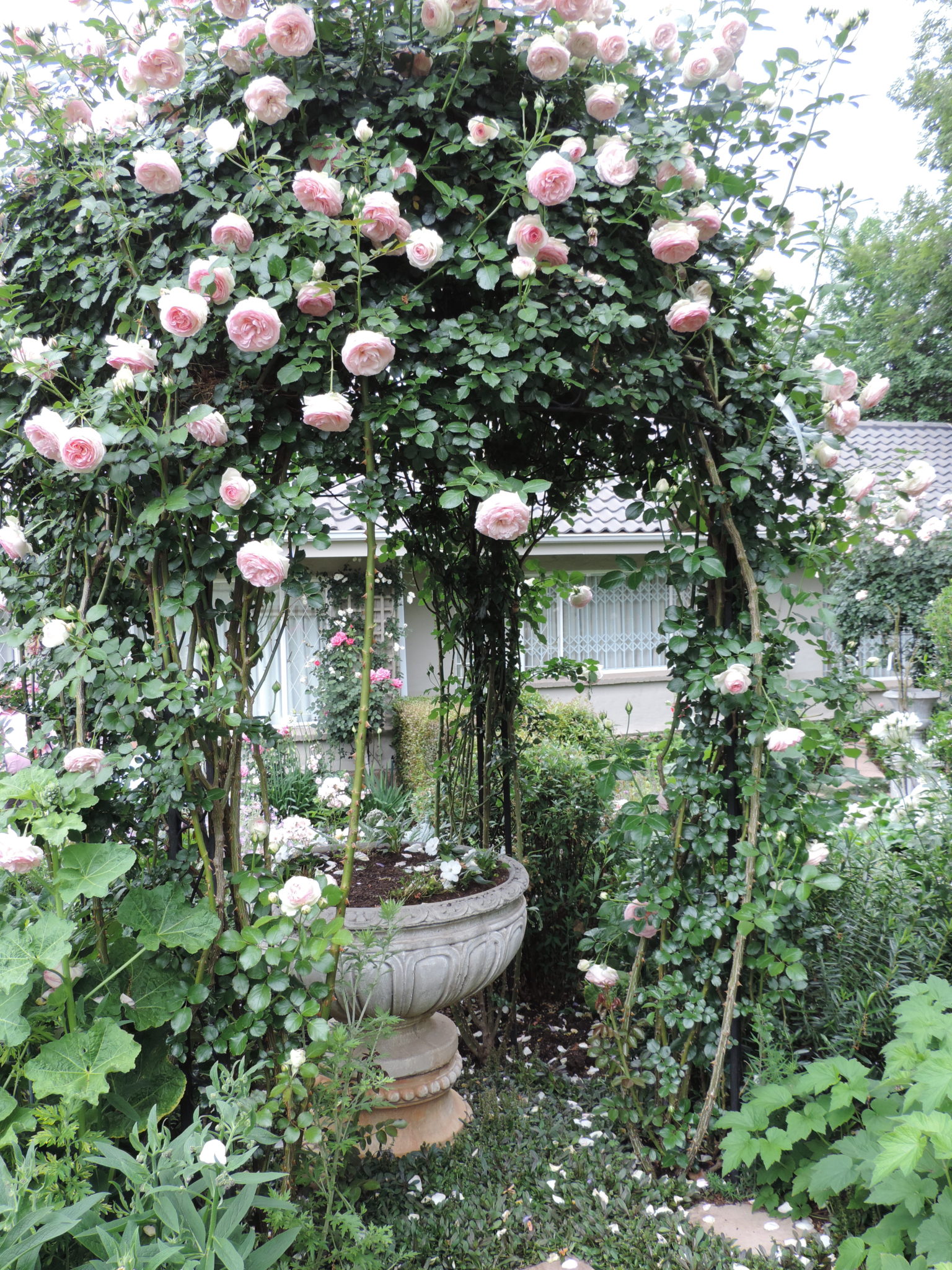 Roses for small spaces - Ludwig's Roses