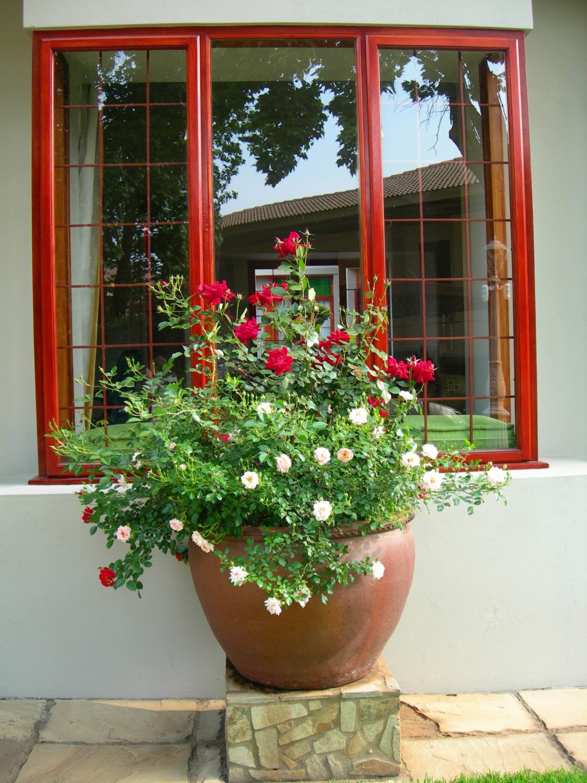 Roses for small spaces - Ludwig's Roses