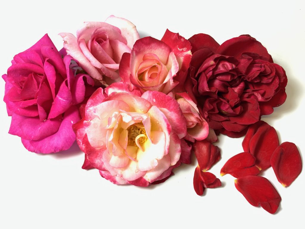 Ludwig's Roses by category, colour, fragrance or shape