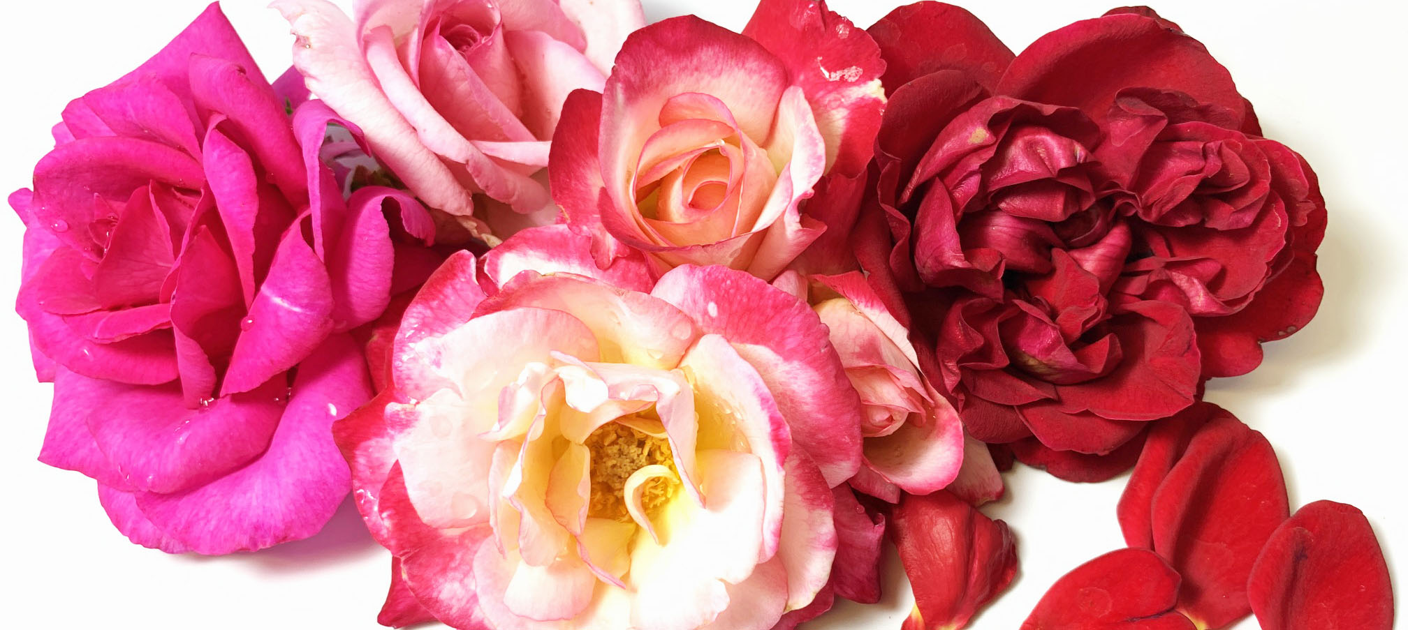 Planting Procedure - Ludwig's Roses