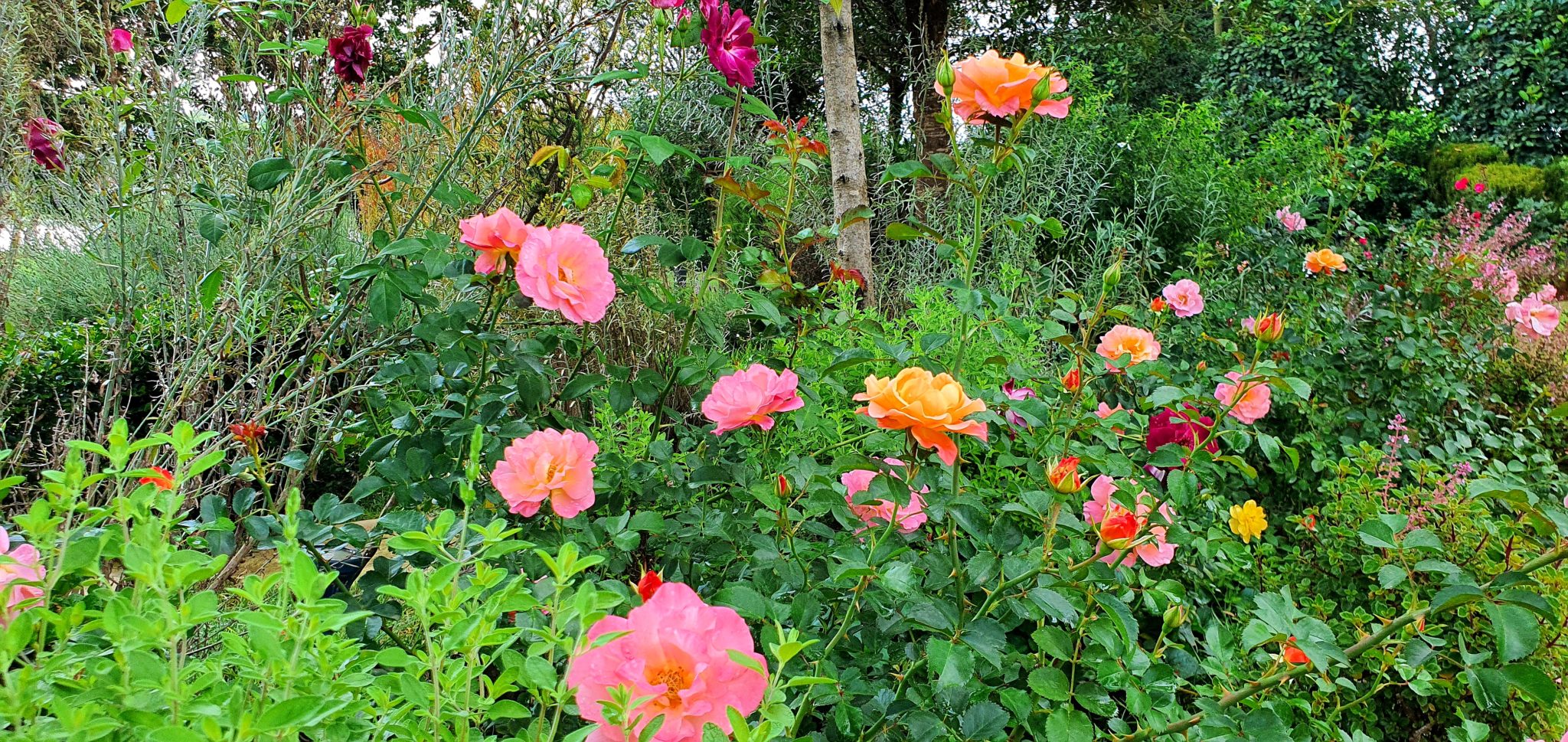 Creating a dazzling effect by combining roses and grasses