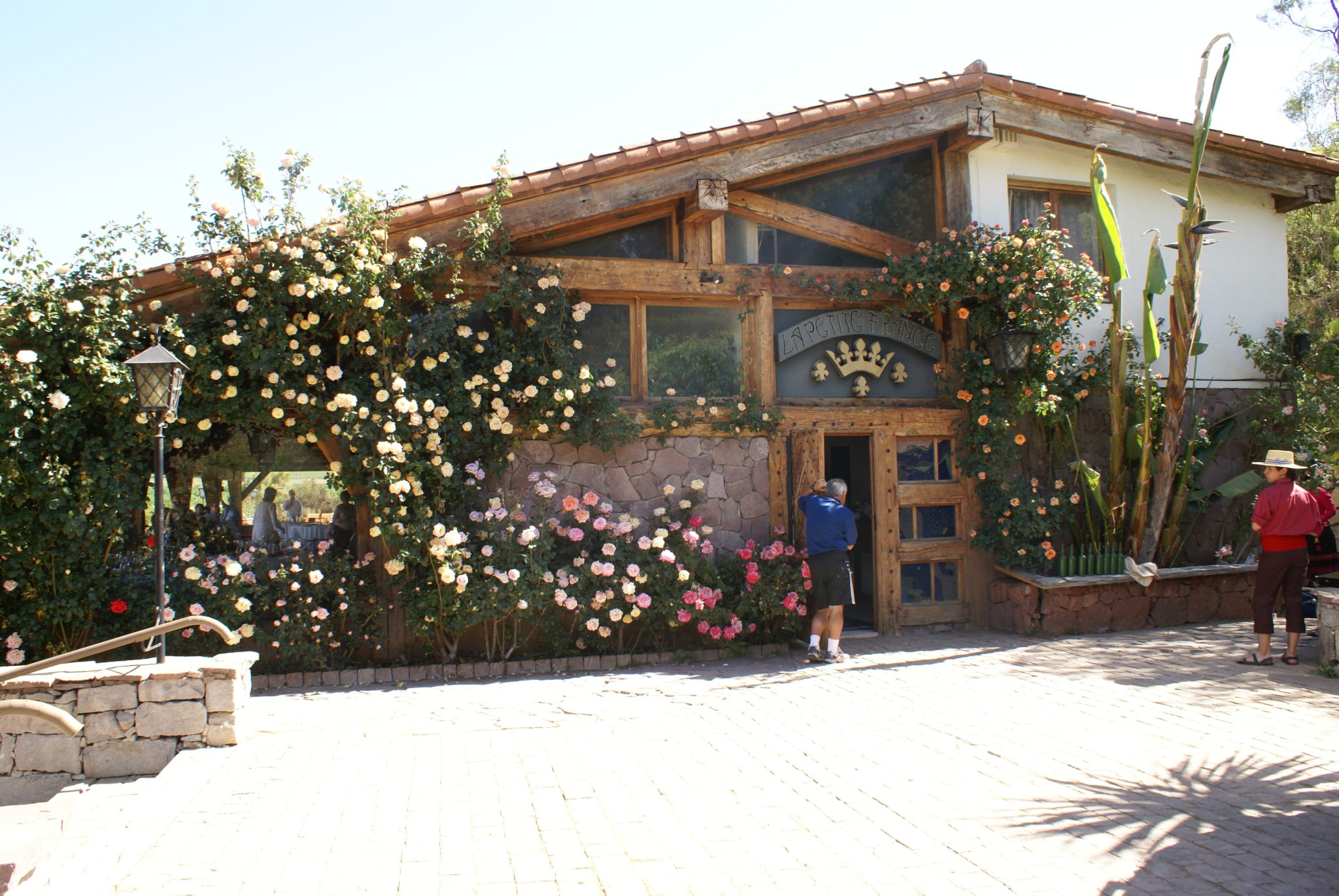 Espalier your roses for a spectacular rose feature - Ludwig's Roses