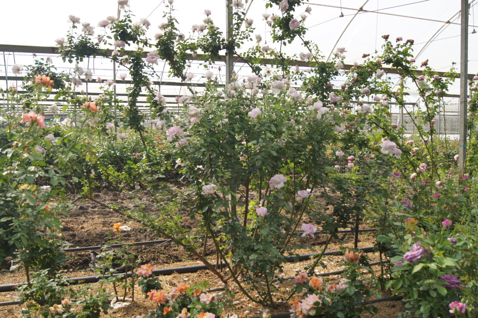 Espalier your roses for a spectacular rose feature - Ludwig's Roses