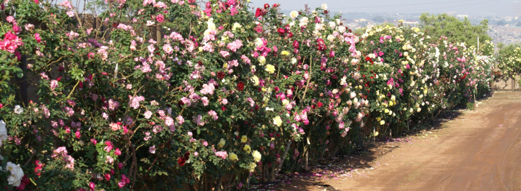 Espalier your roses for a spectacular rose feature - Ludwig's Roses