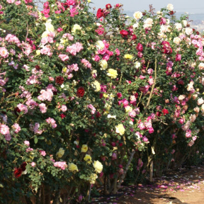 The Rose in Myths & Legends - Ludwig's Roses