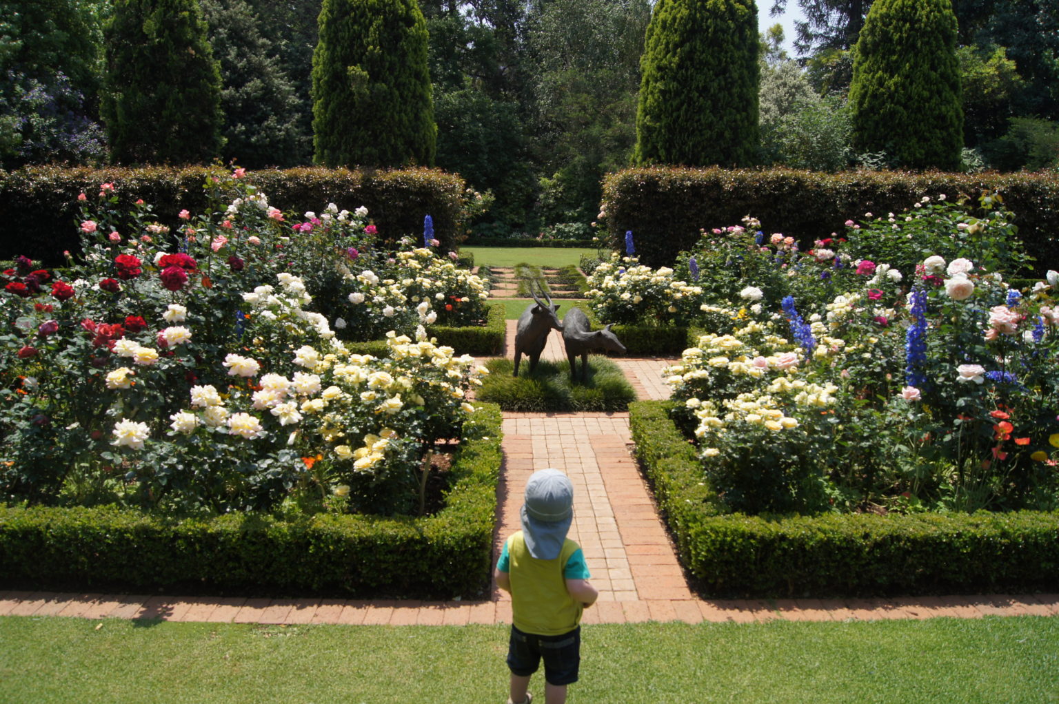 Roses that landscapers love - Ludwig's Roses
