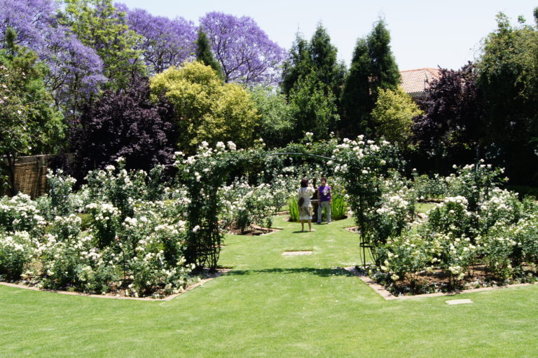 Roses that landscapers love - Ludwig's Roses