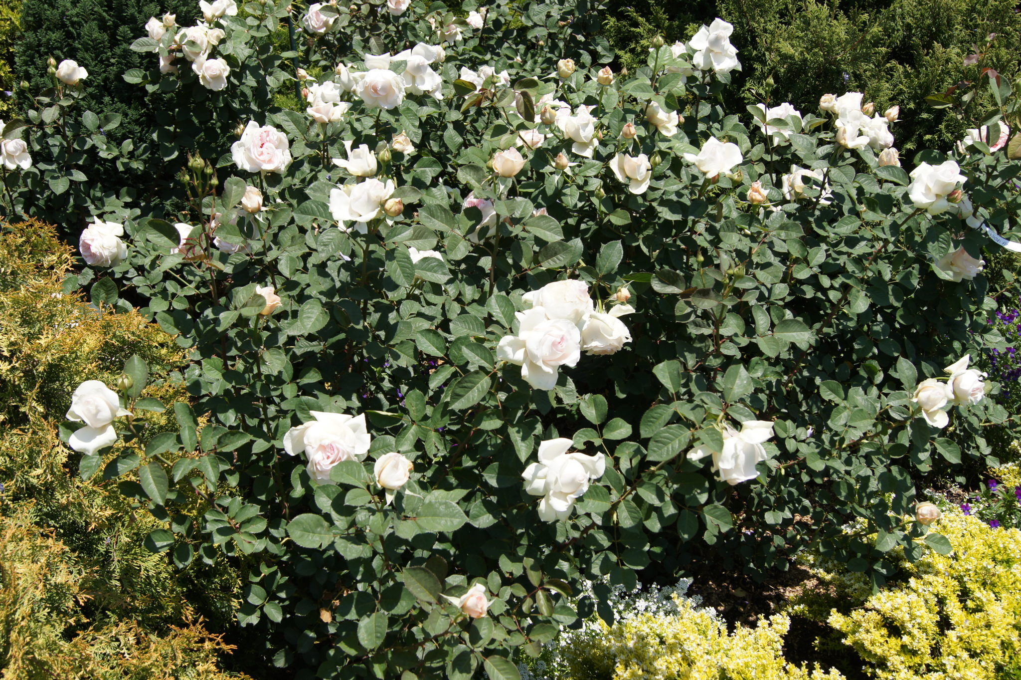 Roses that landscapers love - Ludwig's Roses