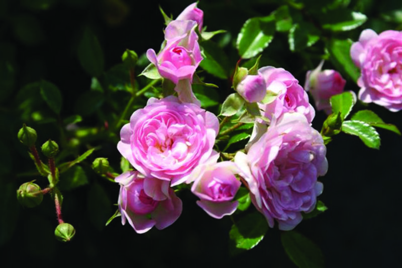 Roses that landscapers love - Ludwig's Roses